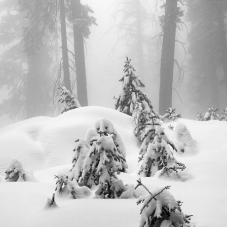 Sequoia Parks Conservancy