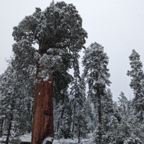 Sequoia Parks Conservancy